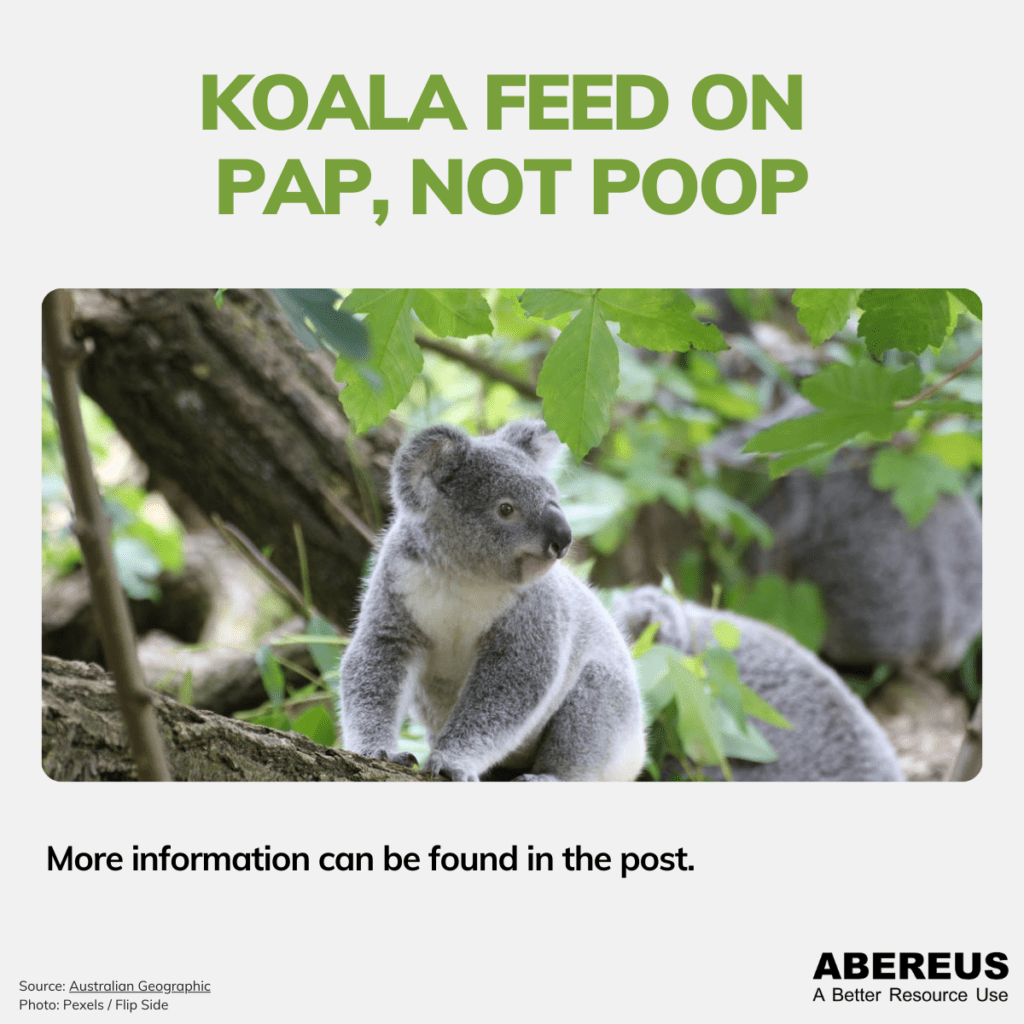Koala feed on pap, not poop | ABEREUS - A Better Resource Use